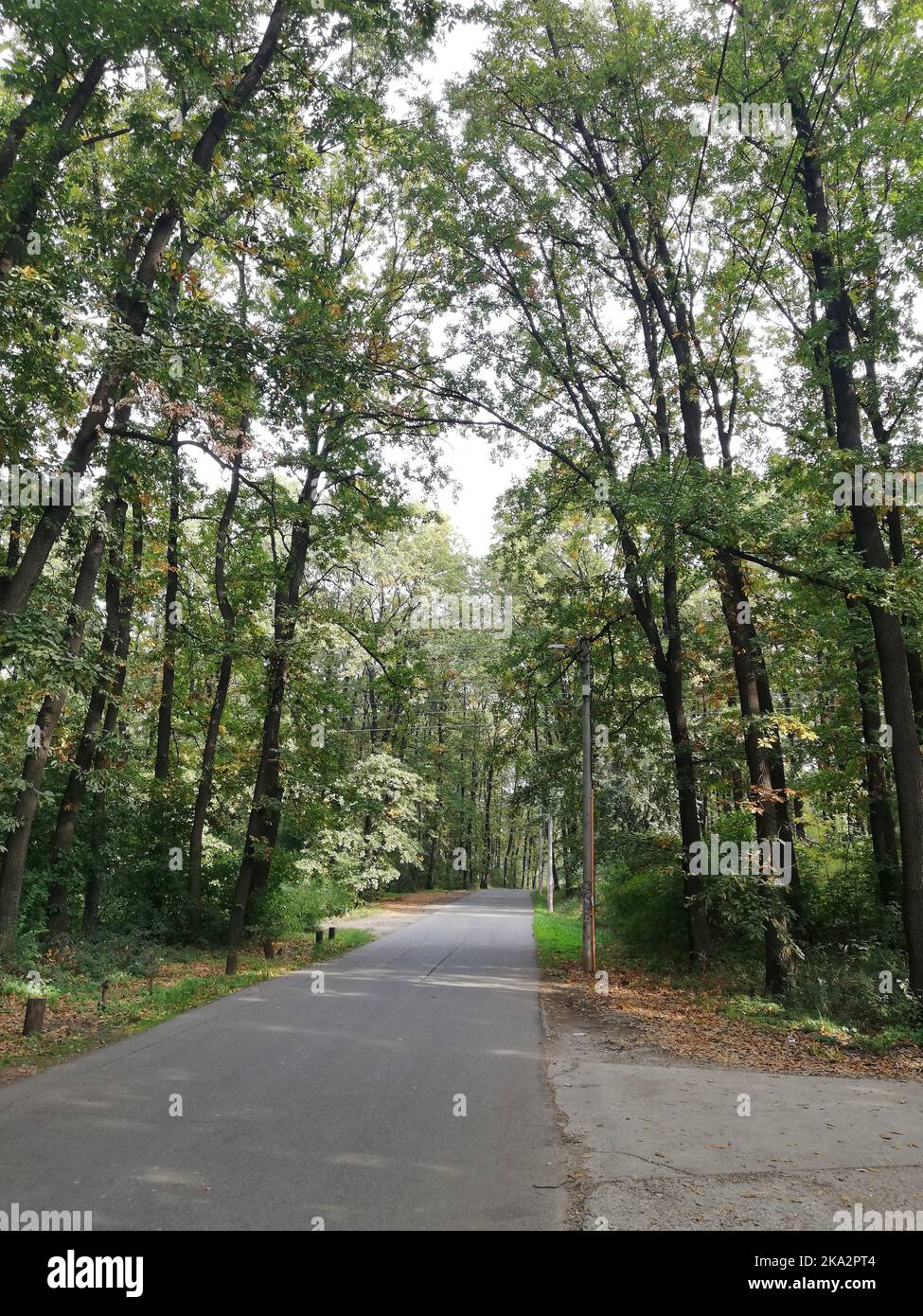 A vertical shot of a long asphalt trail through a green forest Stock ...