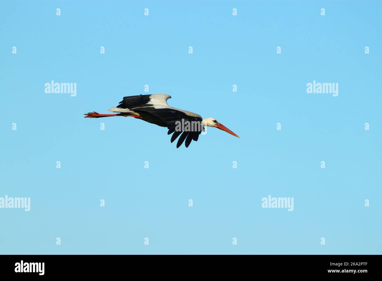 Beautiful stork bird flying hi-res stock photography and images - Alamy