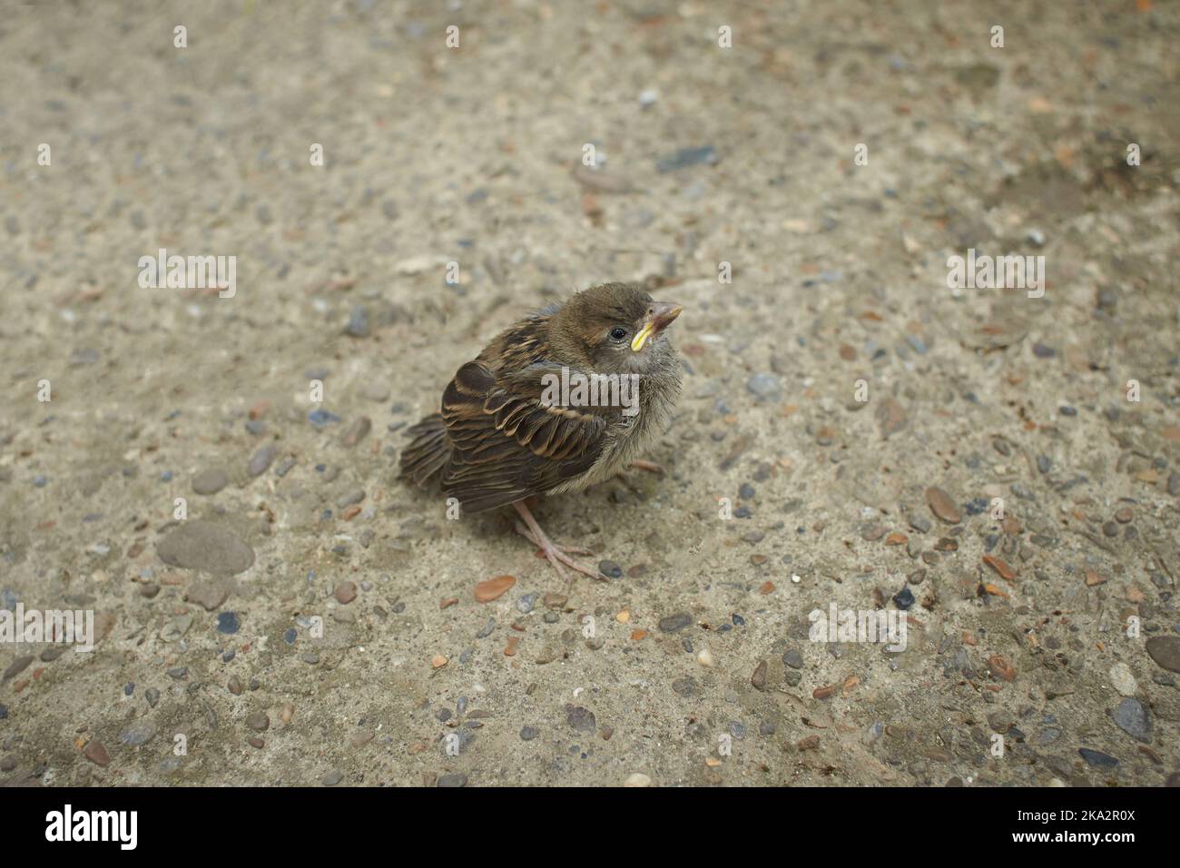 Baby sparrow. Little Sparrow, sitting alone and chirping. Sweet baby ...