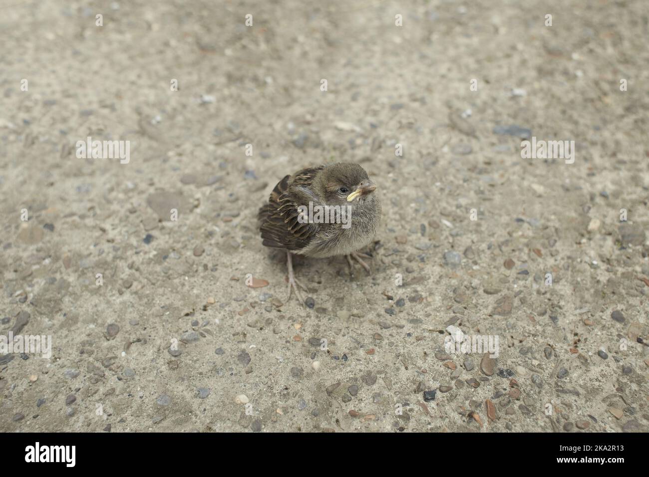 Baby sparrow. Little Sparrow, sitting alone and chirping. Sweet baby ...
