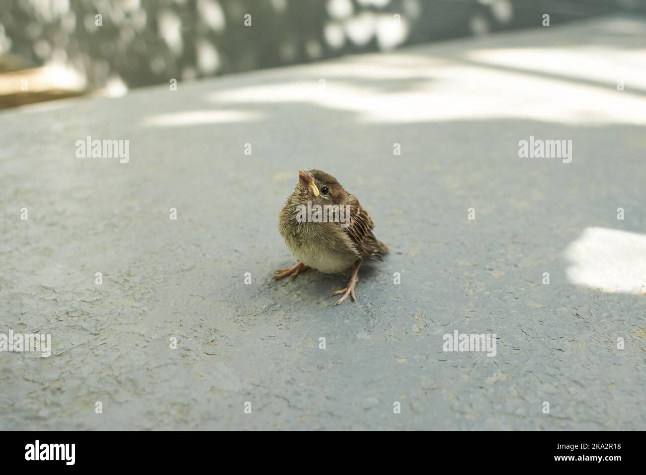 Baby sparrow. Little Sparrow, sitting alone and chirping. Sweet baby ...