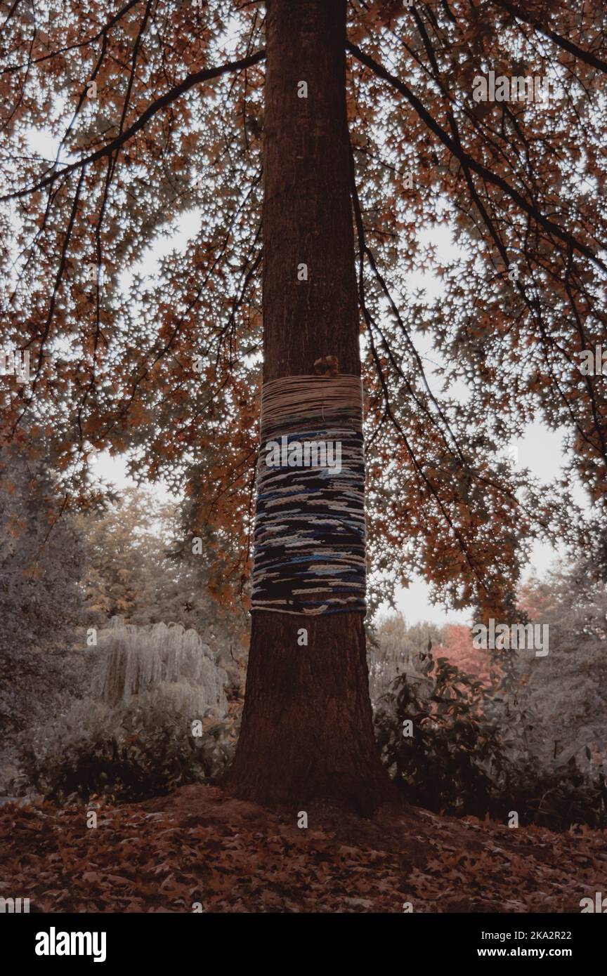 A vertical shot of a beautiful tree with the trunk wrapped in string in ...