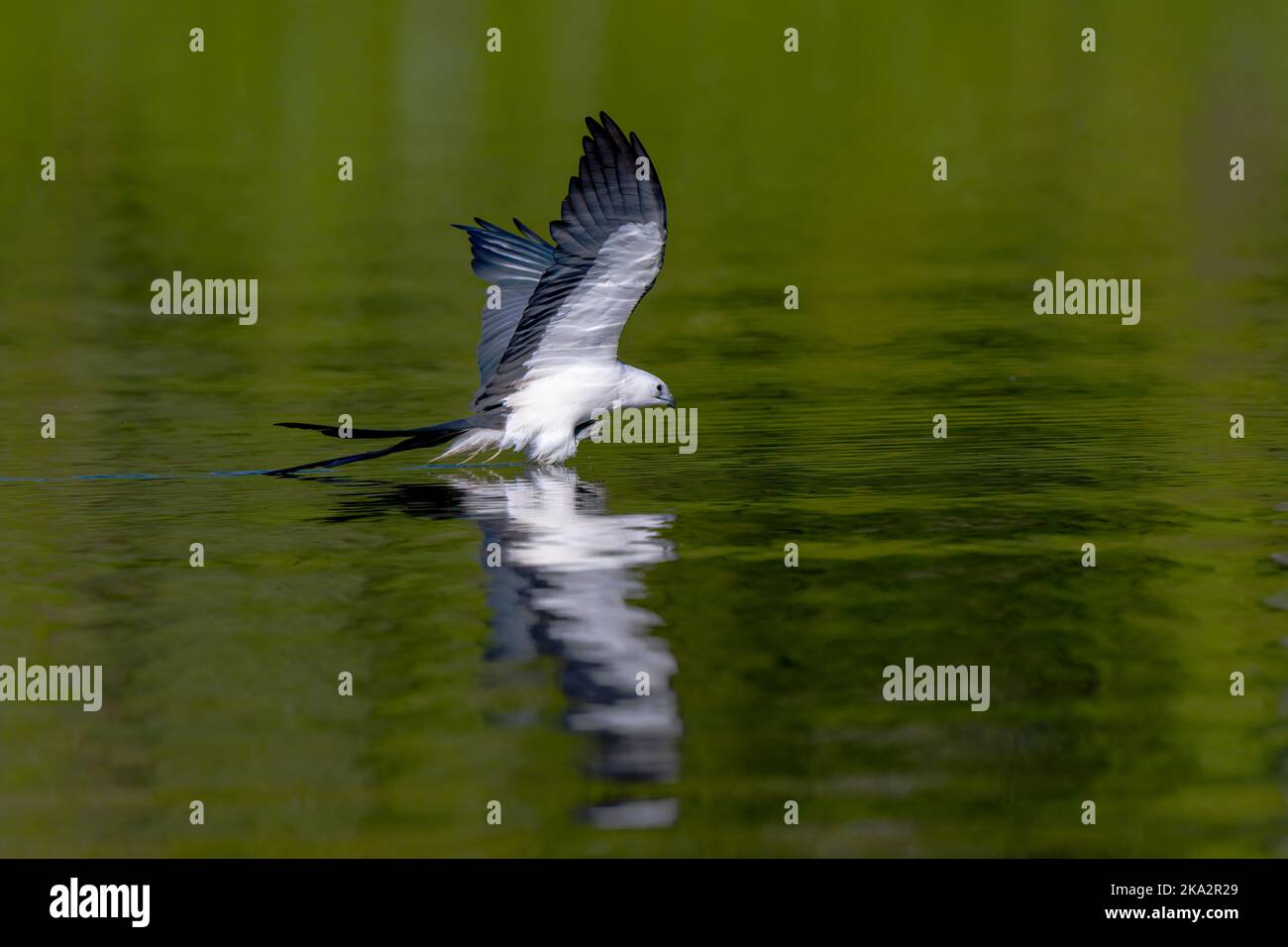 Elanoides forficatus hi-res stock photography and images - Alamy