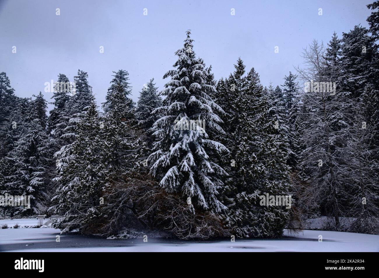 The spruce trees covered by snow in a forest Stock Photo - Alamy