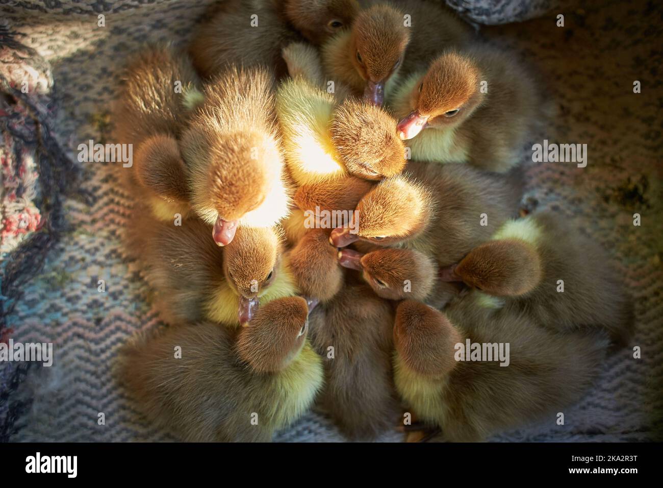 Crowd of newborn ducklings in box, top view. A local market sells baby ...