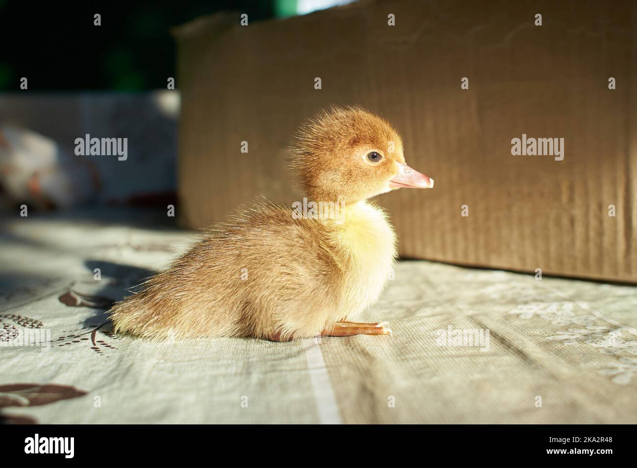Crowd of newborn ducklings in box, top view. A local market sells baby ...