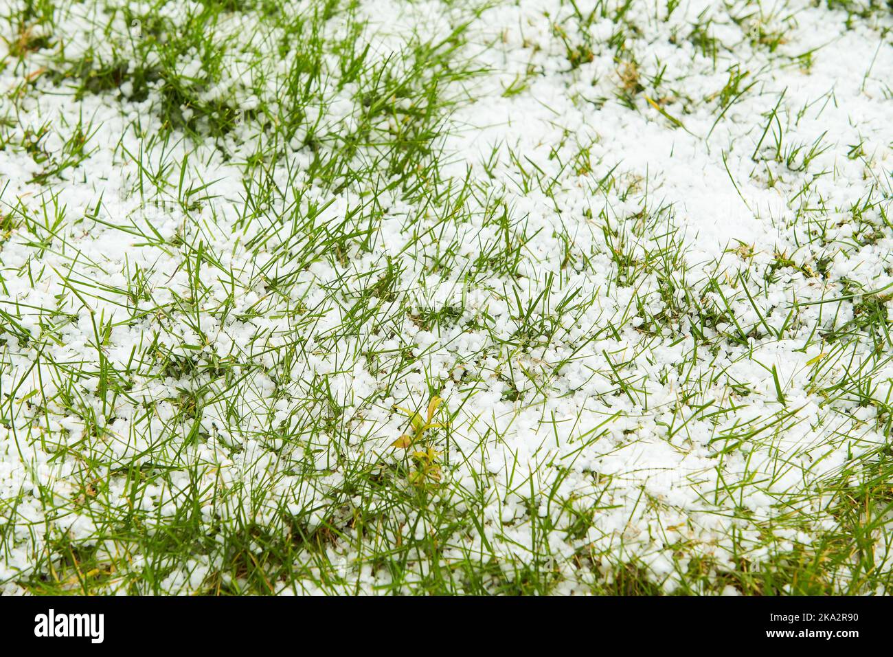 Branches of a deciduous grass, bushes covered with ice crust after ...