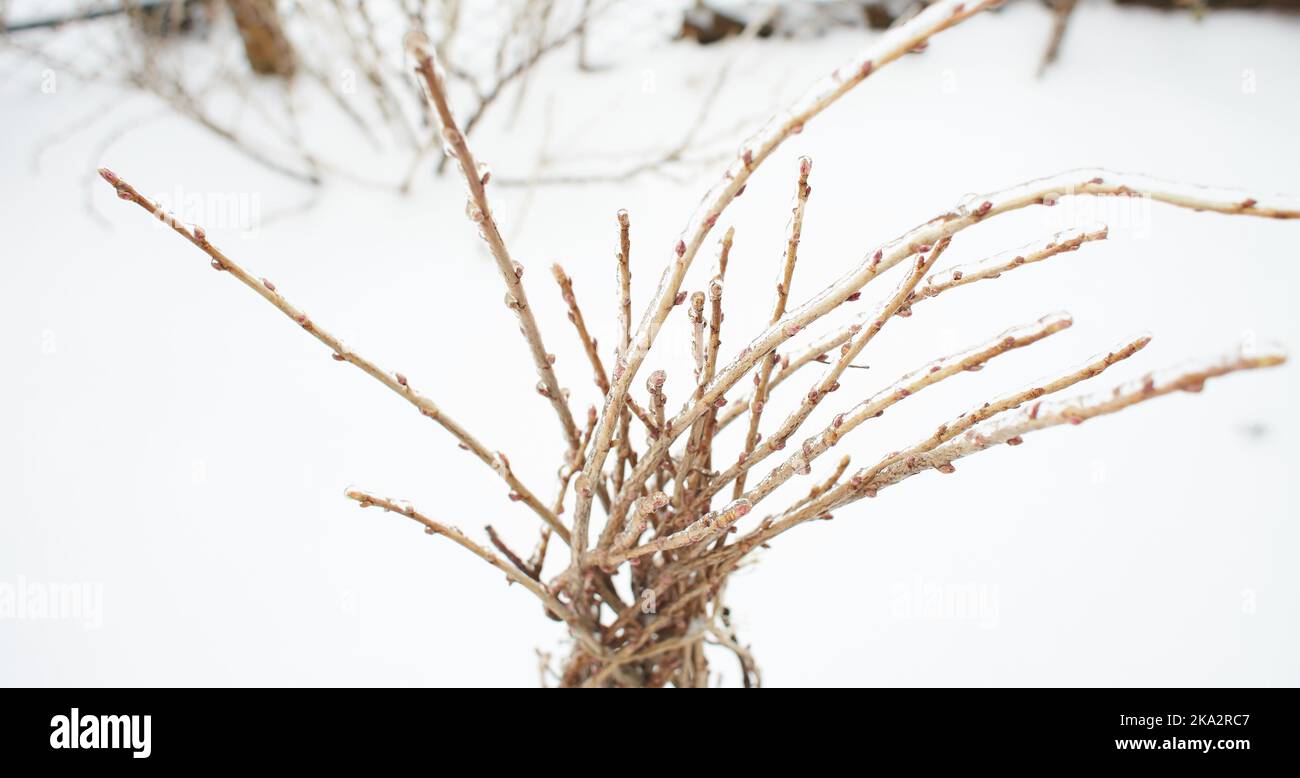 Branches of a deciduous grass, bushes covered with ice crust after ...