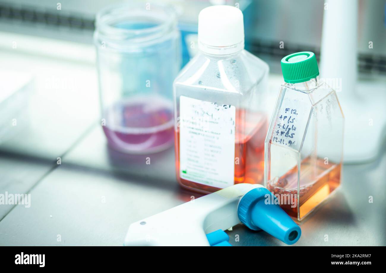 cell culture at the laboratory Stock Photo - Alamy