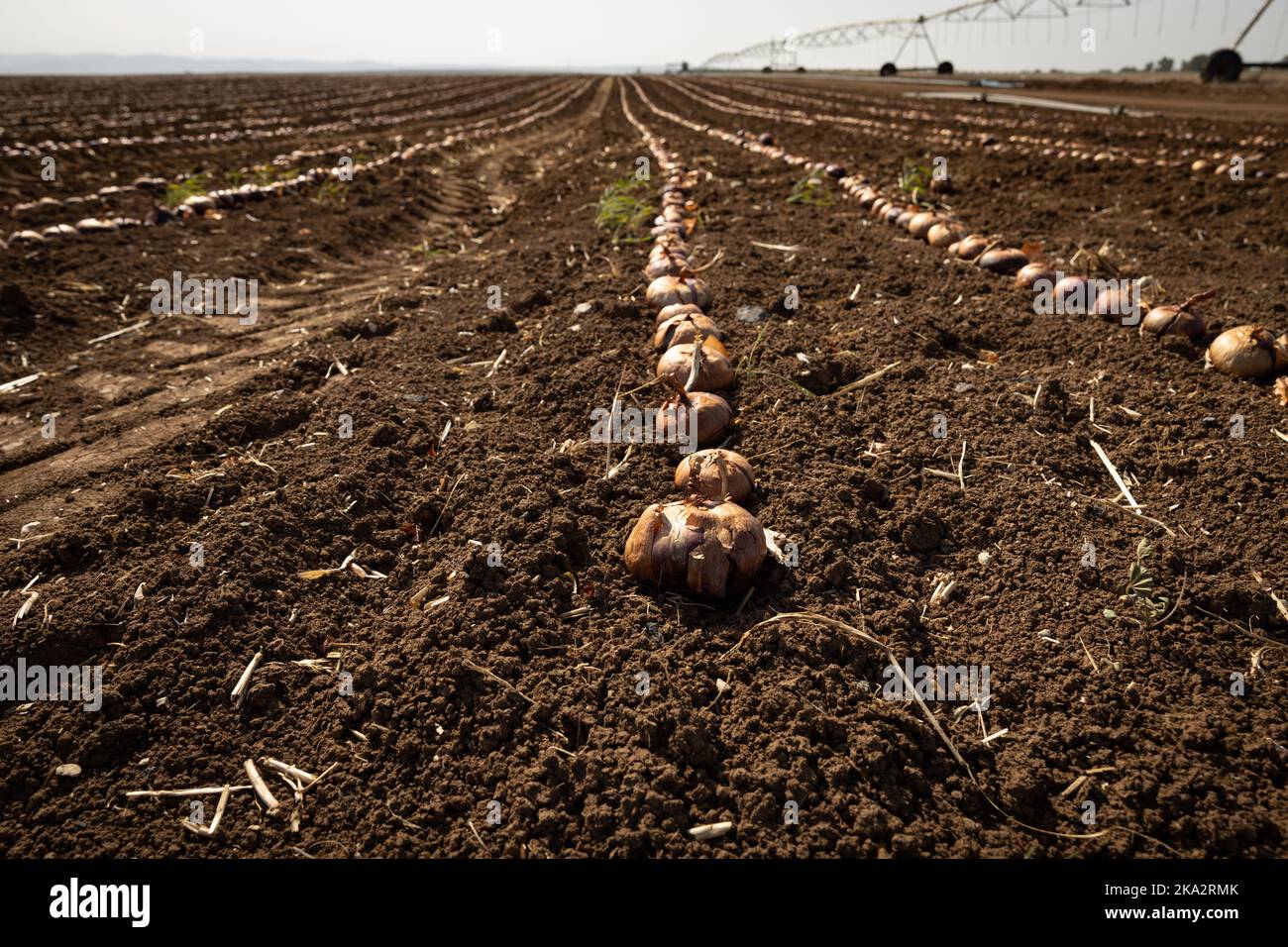 Red onions in soil hi-res stock photography and images - Alamy