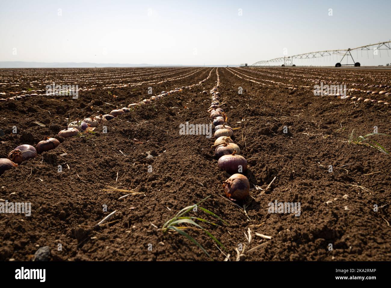 Red onions in soil hi-res stock photography and images - Alamy