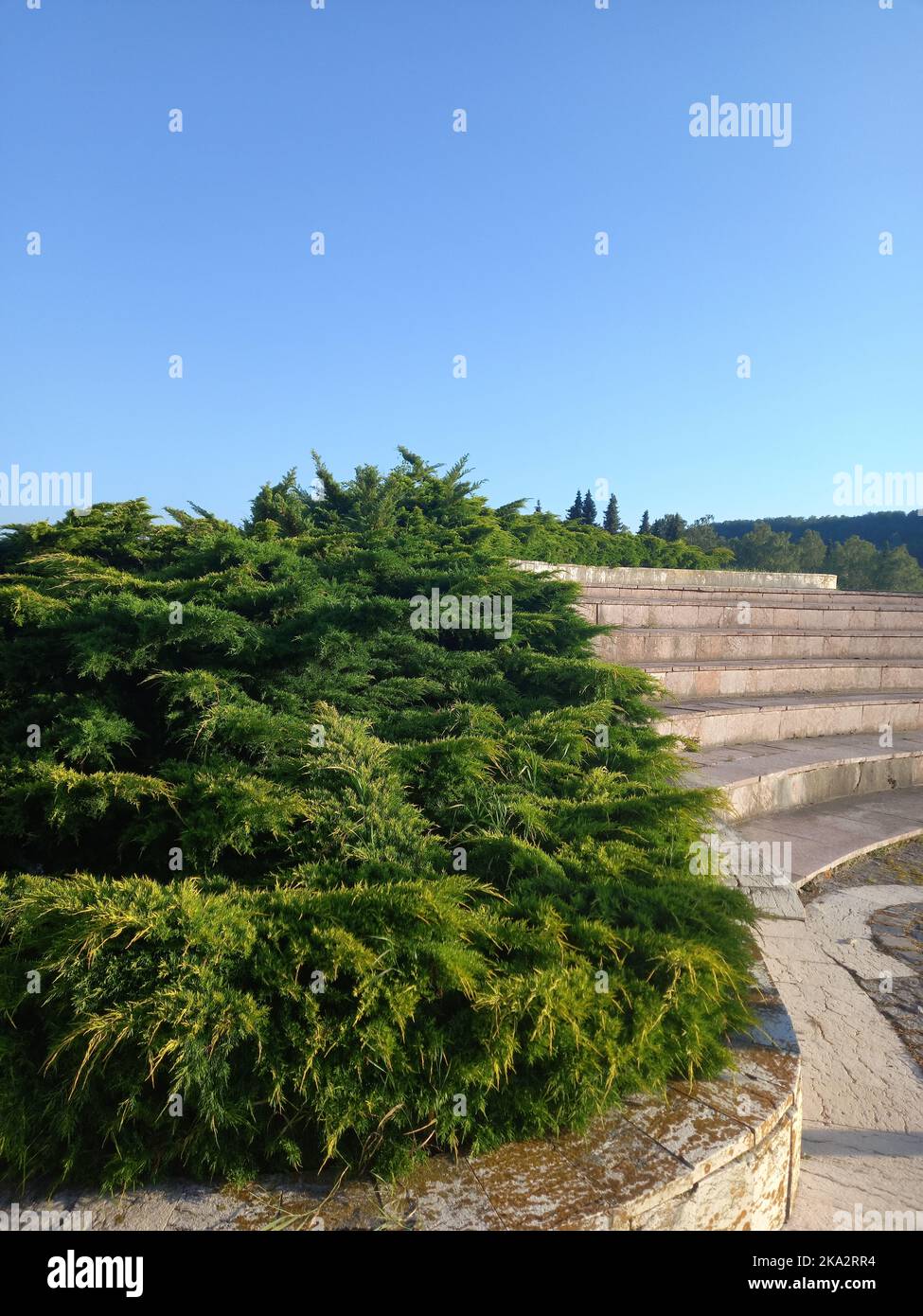 A vibrant thick green bush in park under a clear blue sky Stock Photo ...