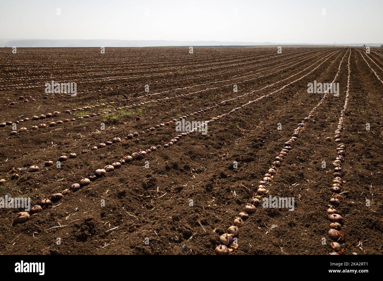 Red Onion Plantation
