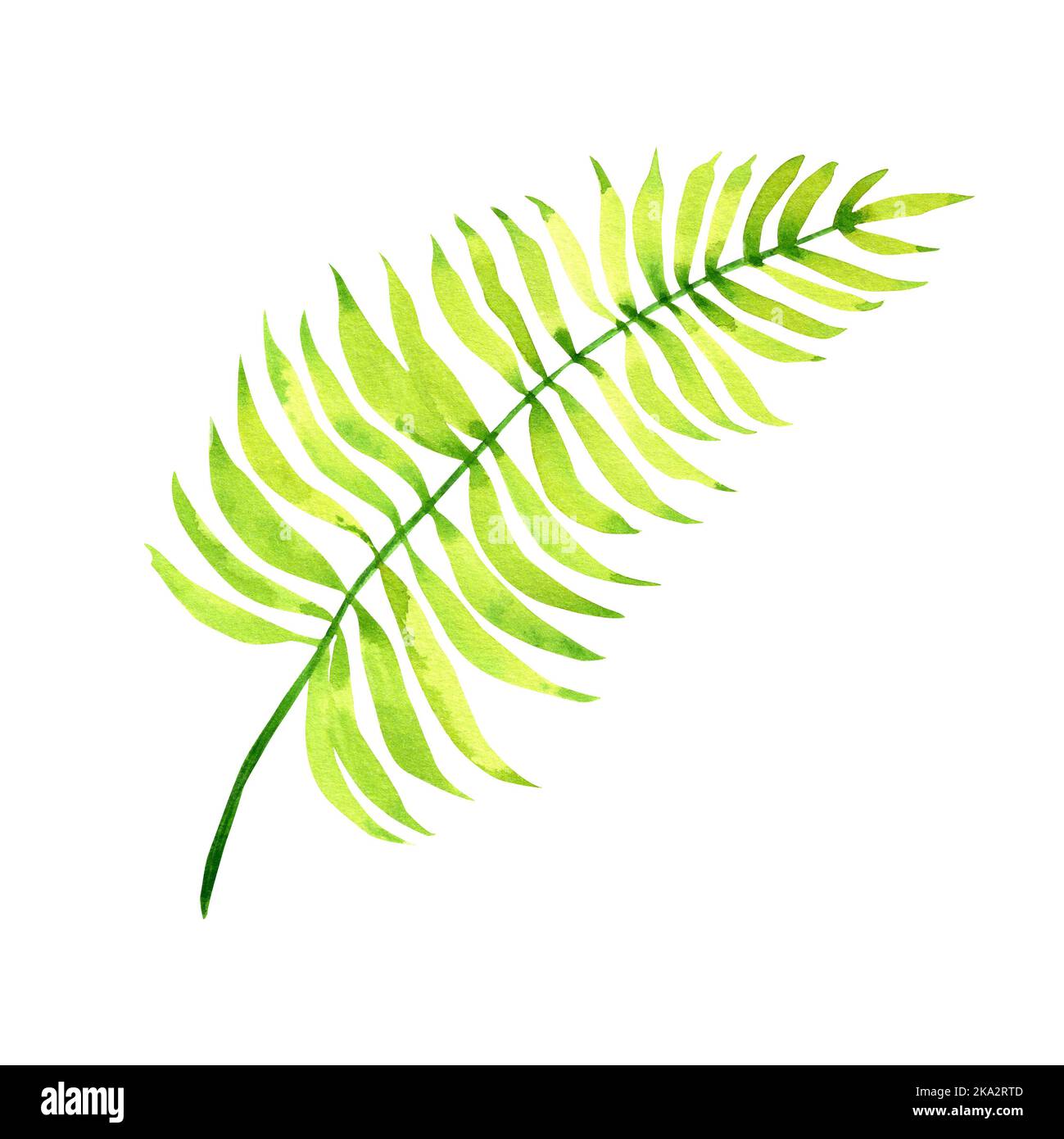 Hand-painted watercolor fern. An elegant sprig is an isolated element ...