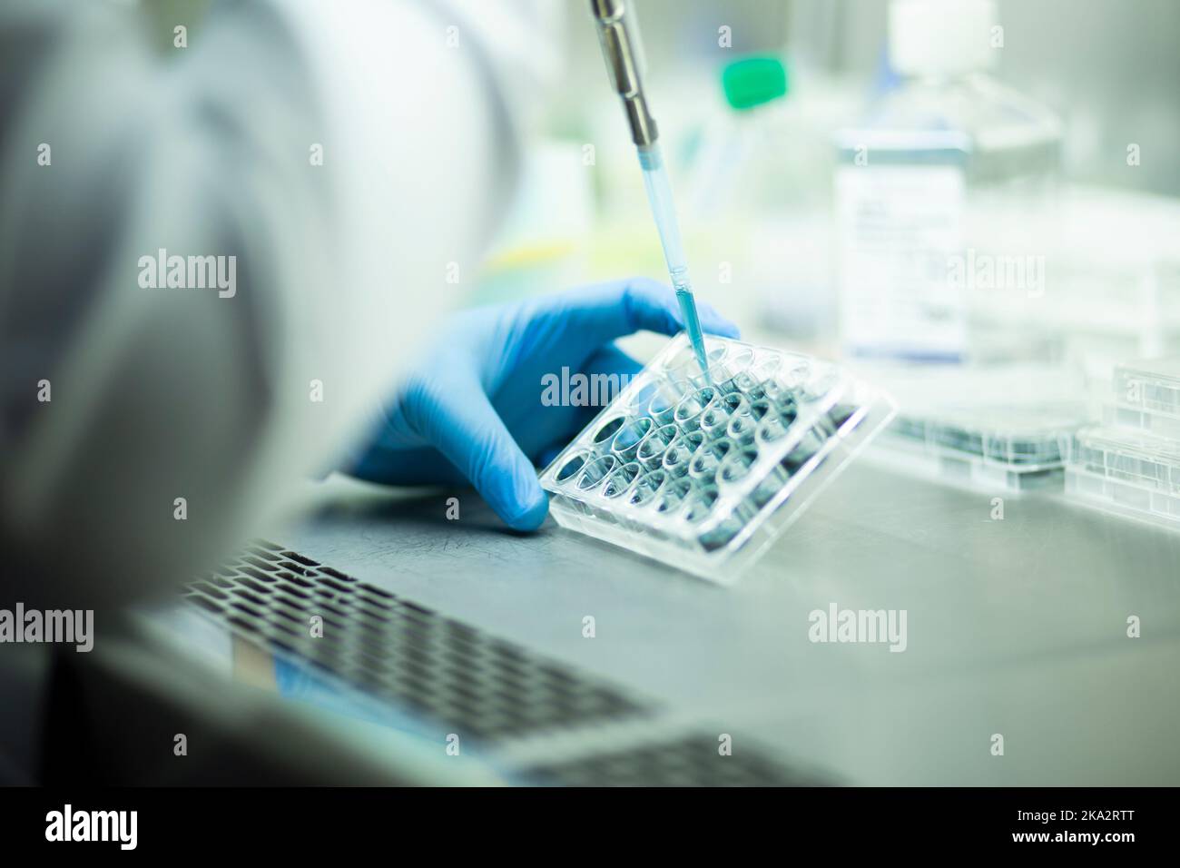 cell culture at the laboratory Stock Photo - Alamy