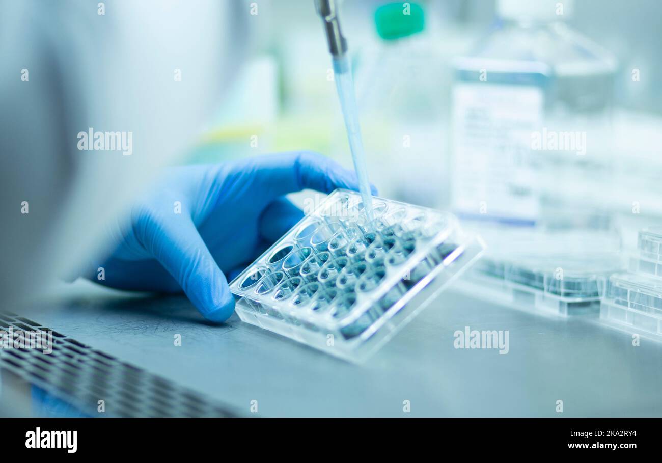 cell culture at the laboratory Stock Photo - Alamy