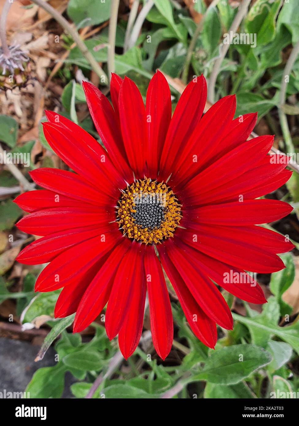 African daisy arctotis hi-res stock photography and images - Alamy