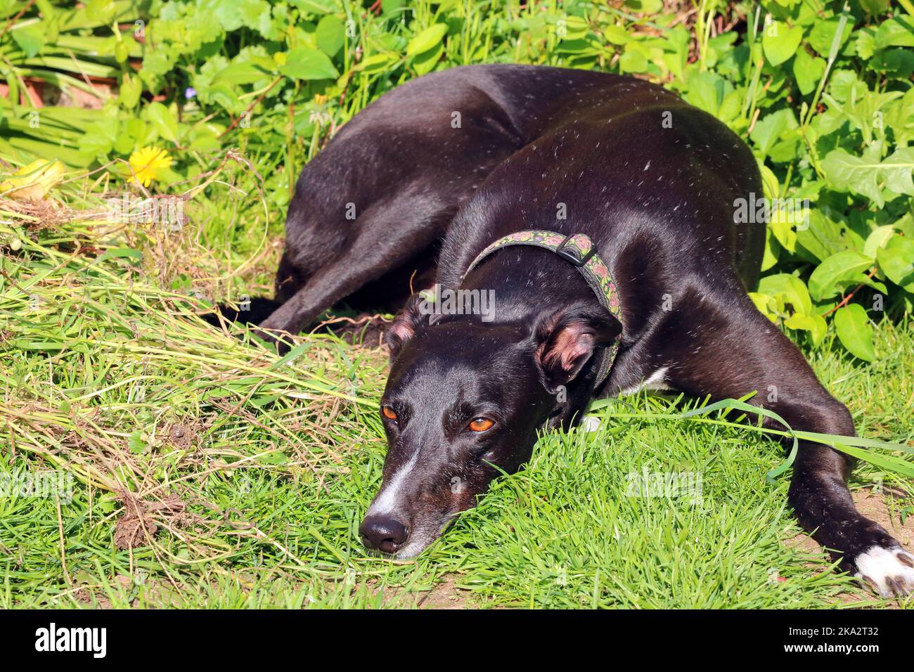 Black greyhound dog lying down outside on the grass Stock Photo - Alamy