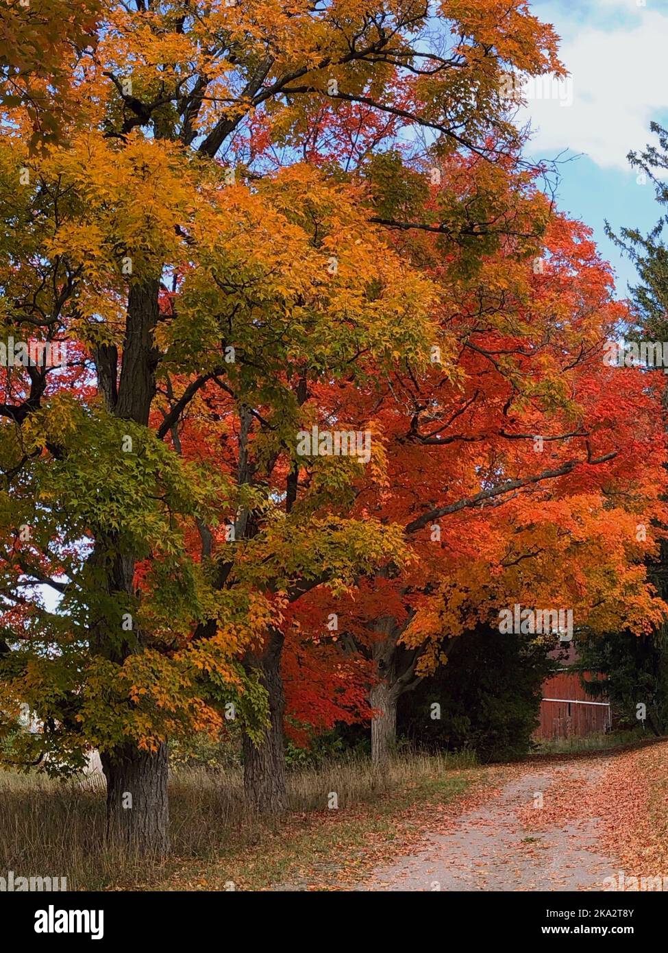 A vertical shot of colorful fall trees along narrow path in the park ...