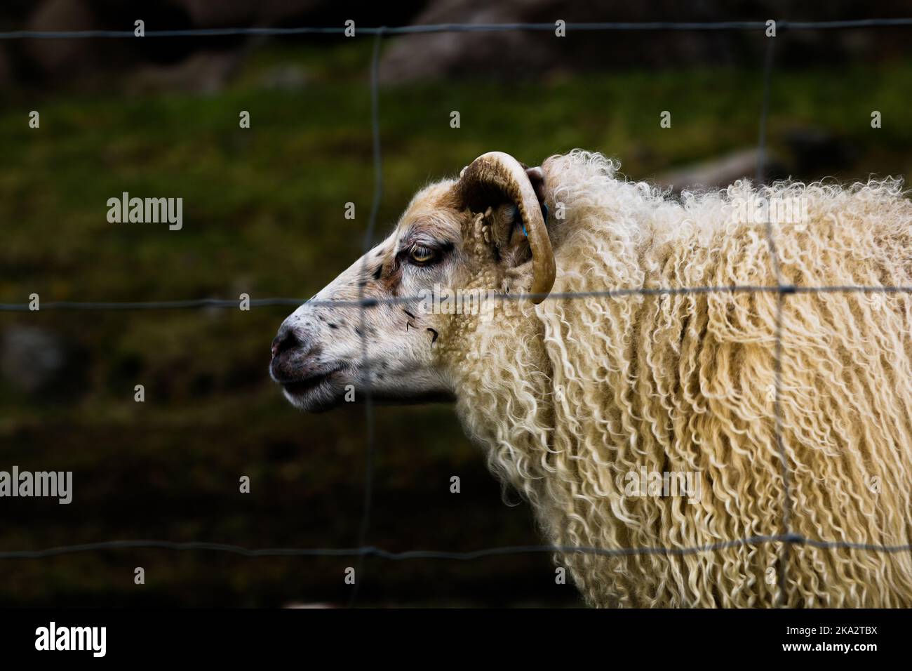 An Icelandic sheep, Ovis aries behind a knotted farming fence Stock ...