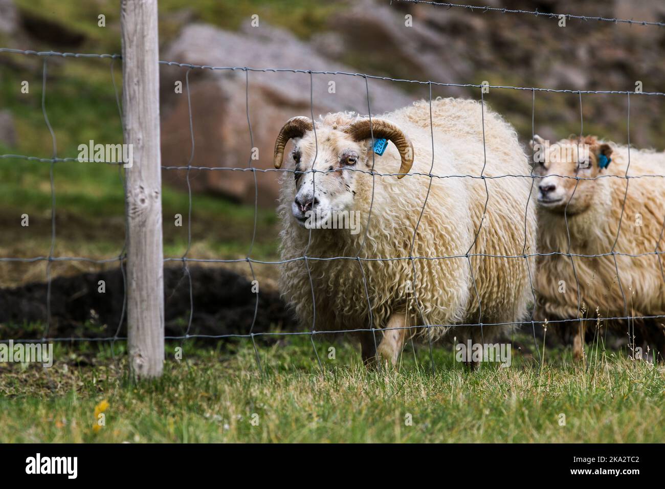Two Icelandic sheep, Ovis aries behind a knotted farming fence Stock ...