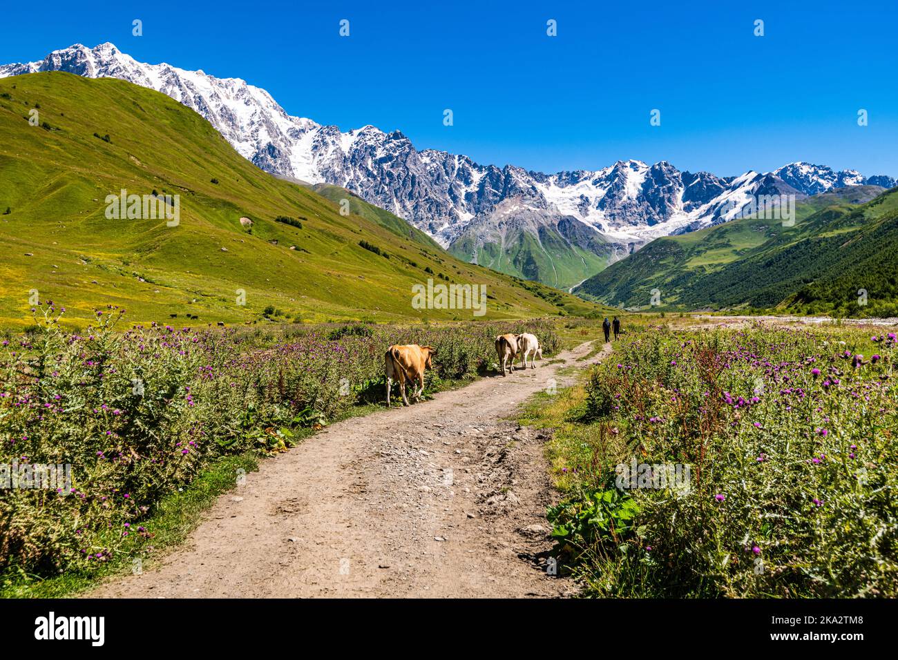 A beautiful shot of Caucasus mountain scenery in the rural countryside ...