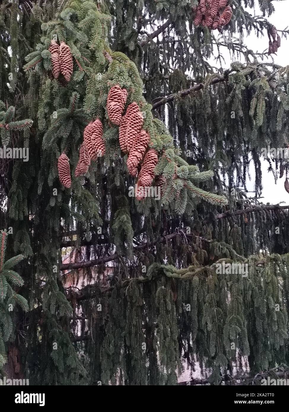 Hanging in a pine tree hi-res stock photography and images - Alamy