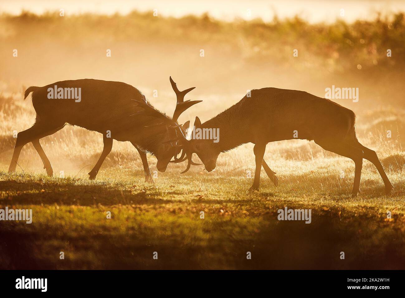 An epic sunrise battle between two red deer stags at Bushy Park, London ...