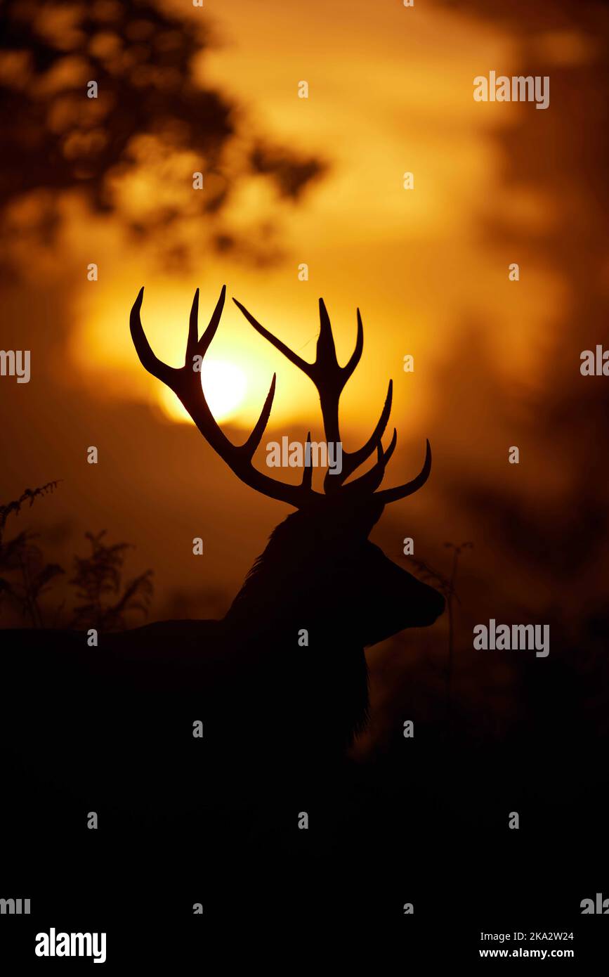 A red deer stag at sunrise. London, UK: THESE BEAUTIFUL images show red ...