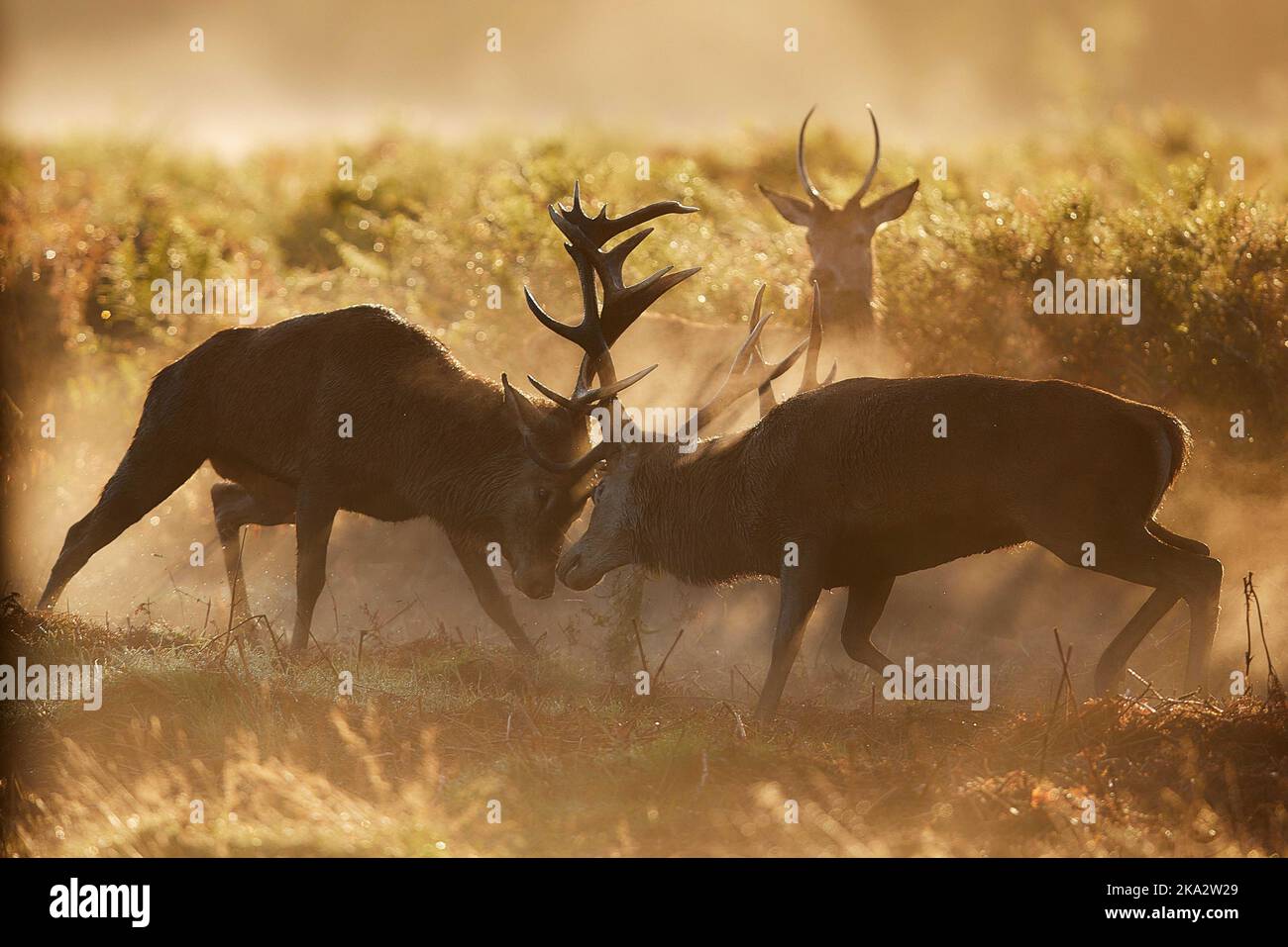 First two images hi-res stock photography and images - Alamy