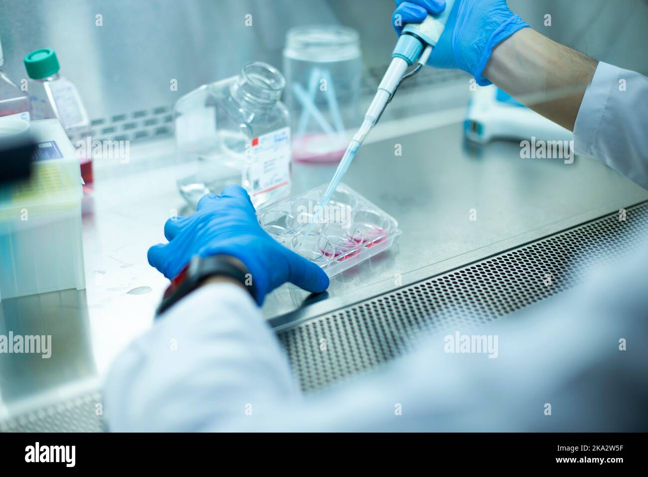 cell culture at the laboratory Stock Photo - Alamy