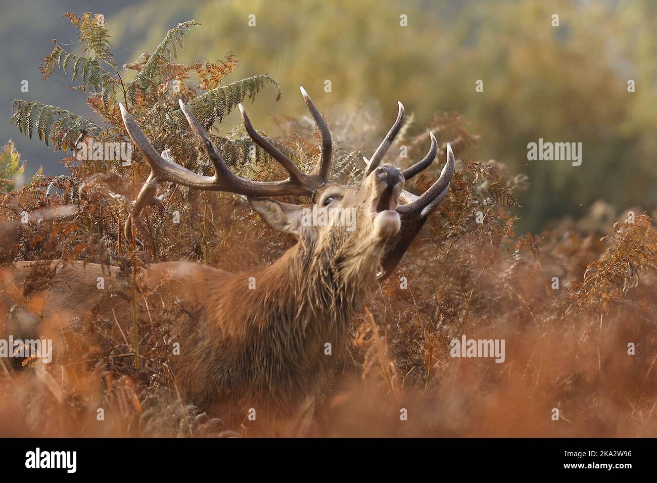 Barbary red deer hi-res stock photography and images - Alamy