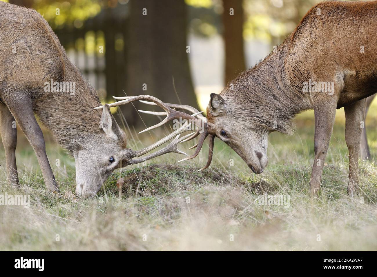 Barbary deer hi-res stock photography and images - Alamy
