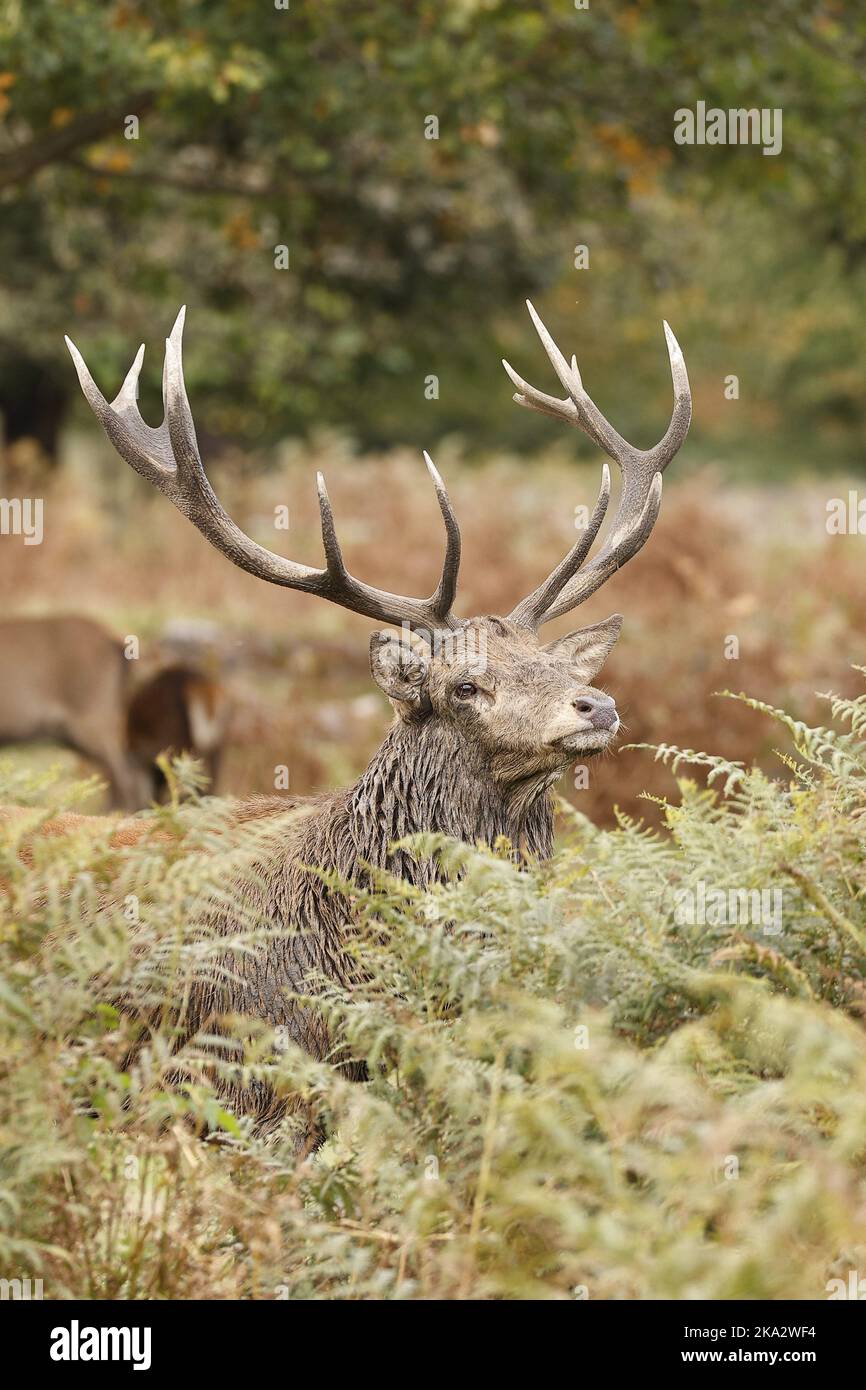 Barbary stag hi-res stock photography and images - Alamy
