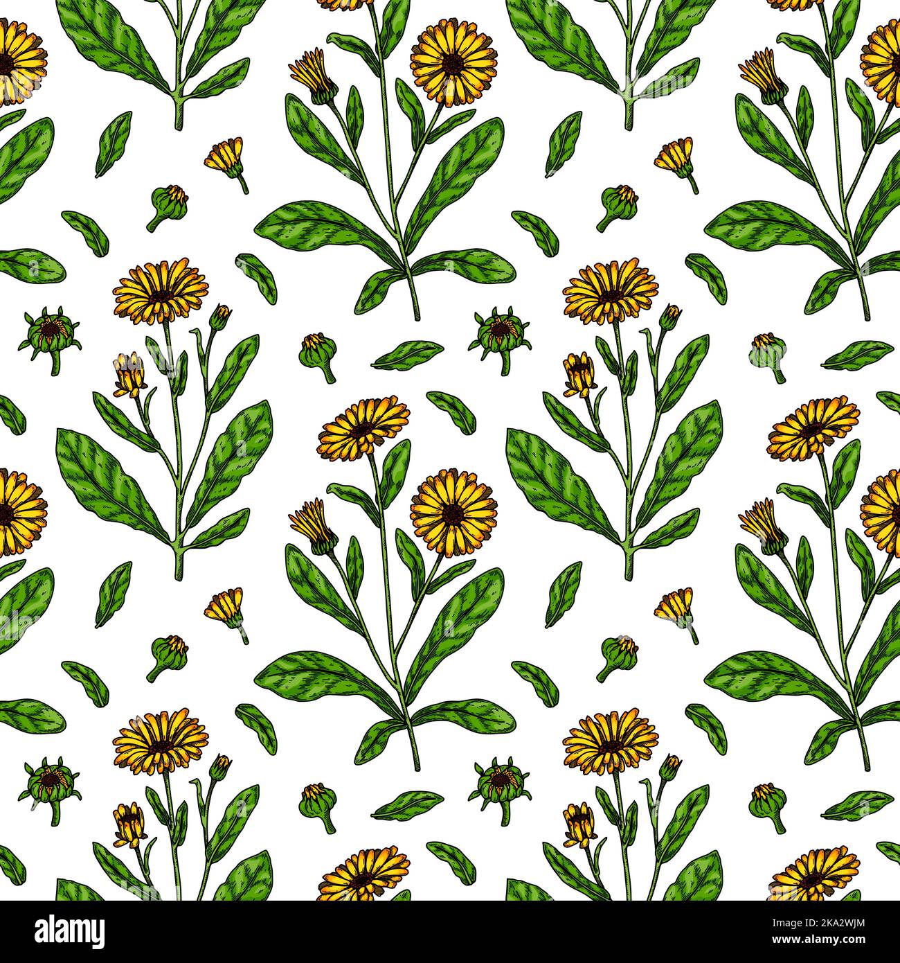 Asteraceae blossom Stock Vector Images - Alamy