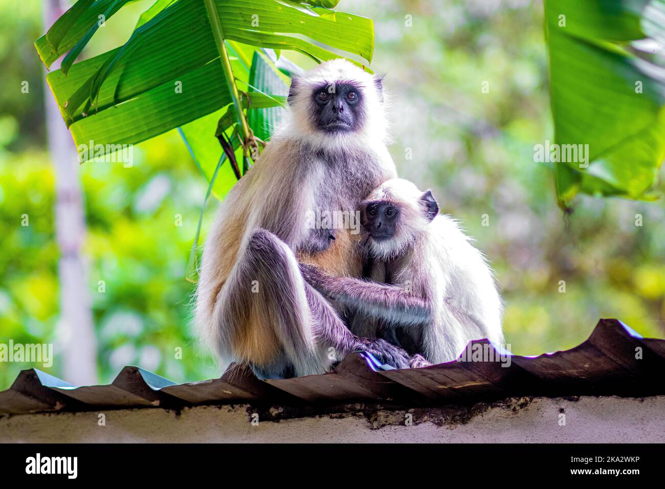 A close-up shot of a gray langur monkey feeding her baby Stock Photo ...