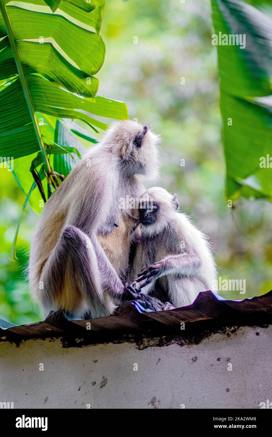 A vertical close-up shot of a gray langur monkey feeding her baby Stock ...