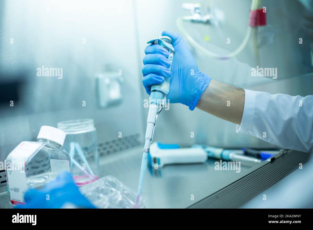 cell culture at the laboratory Stock Photo - Alamy