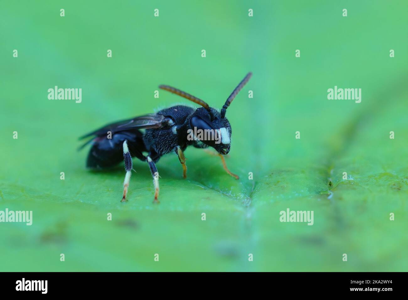 Detailed closeup on male of the rare punctate spatulate-masked bee ...