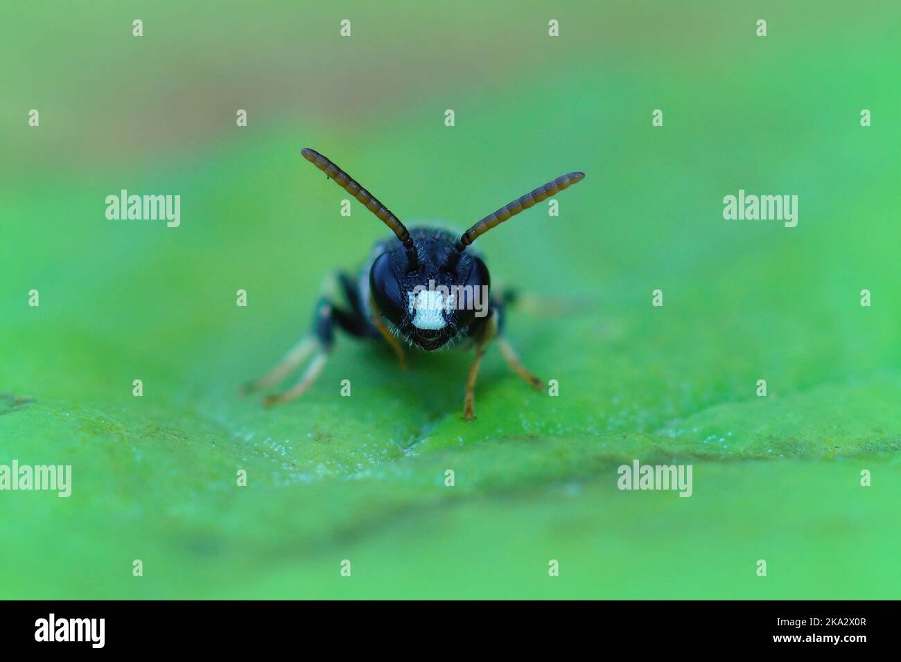 Detailed closeup on male of the rare punctate spatulate-masked bee ...