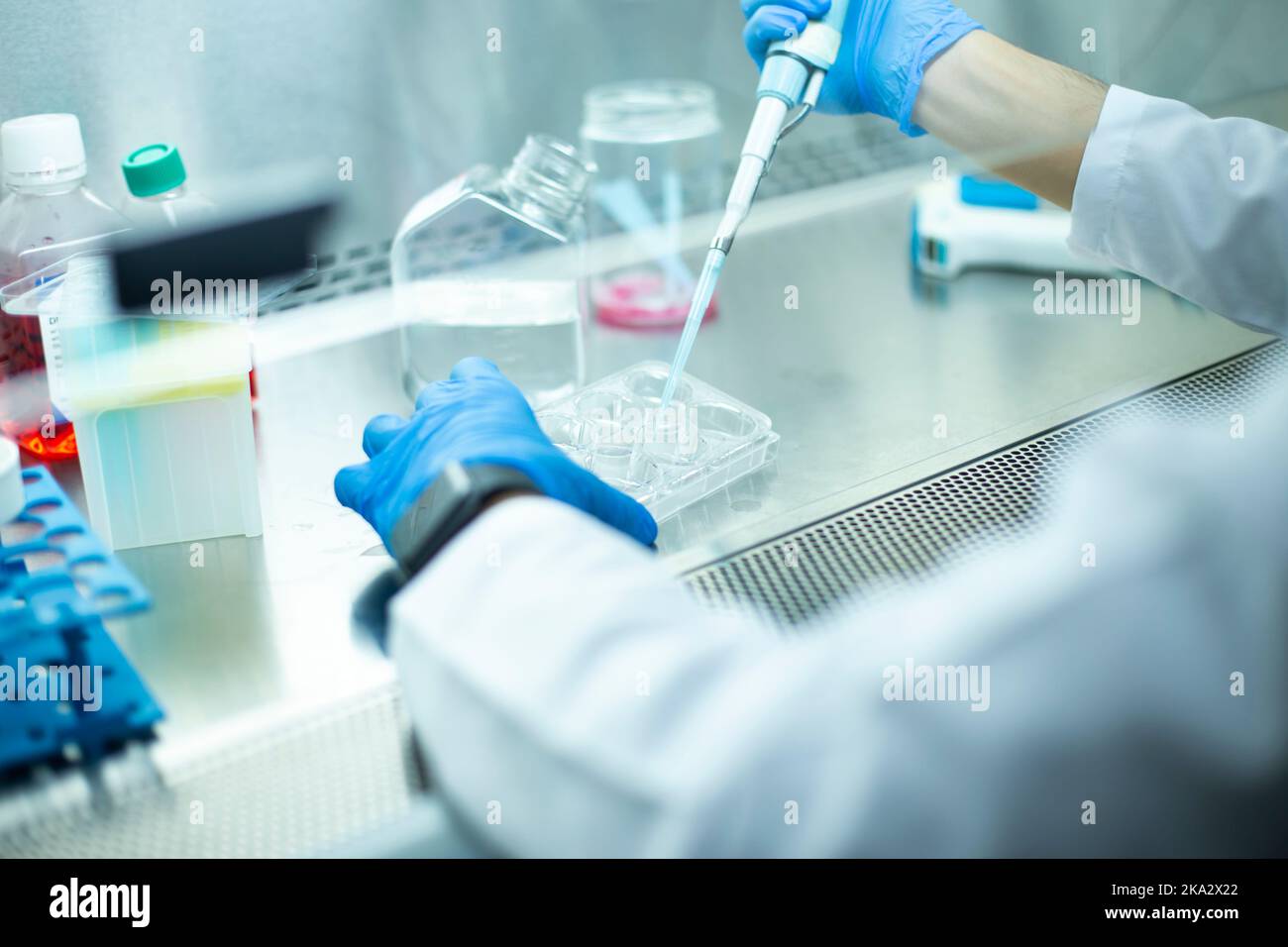 cell culture at the laboratory Stock Photo - Alamy