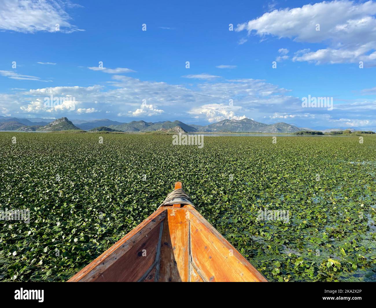 A wooden boat cruising on a lake full of green floating aquatic plants ...