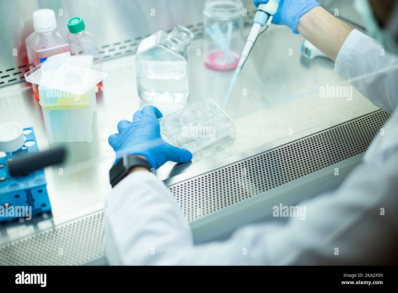 cell culture at the laboratory Stock Photo - Alamy