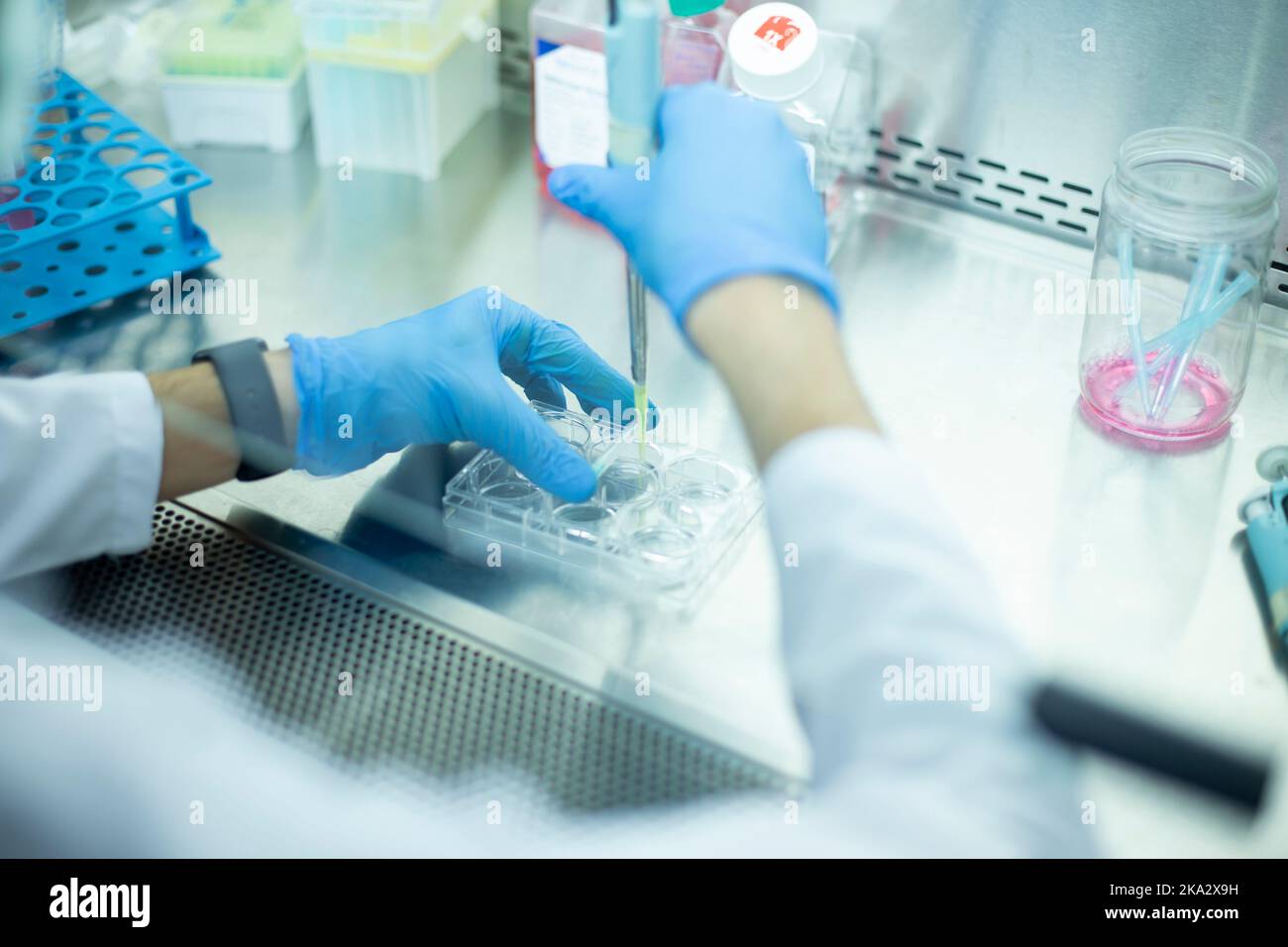 cell culture at the laboratory Stock Photo - Alamy