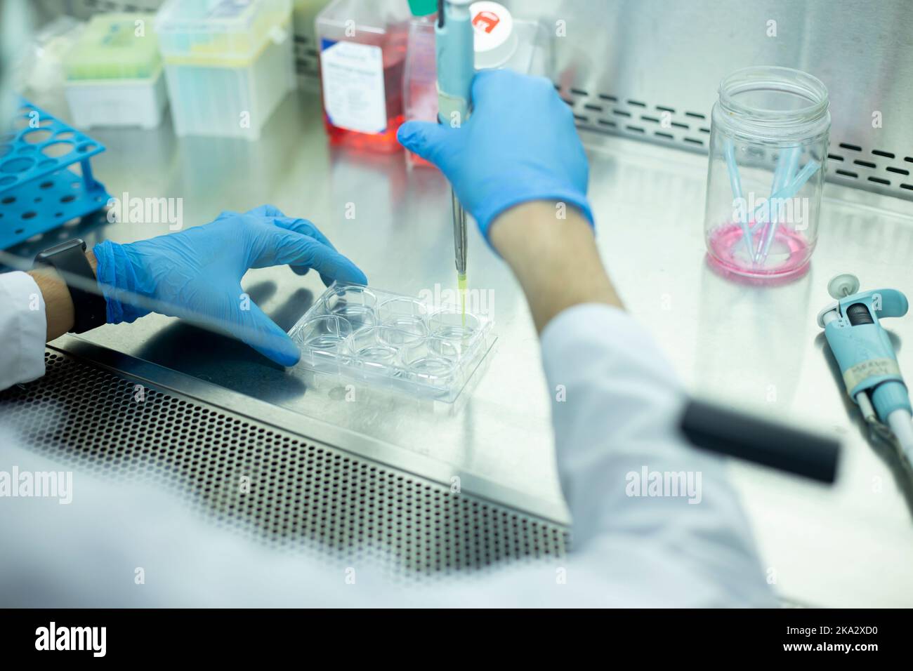 cell culture at the laboratory Stock Photo - Alamy