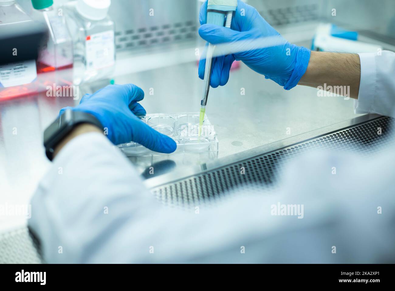 cell culture at the laboratory Stock Photo - Alamy
