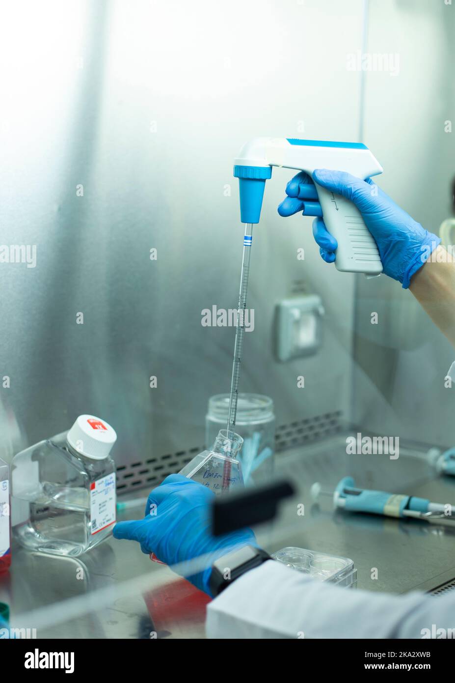cell culture at the laboratory Stock Photo - Alamy