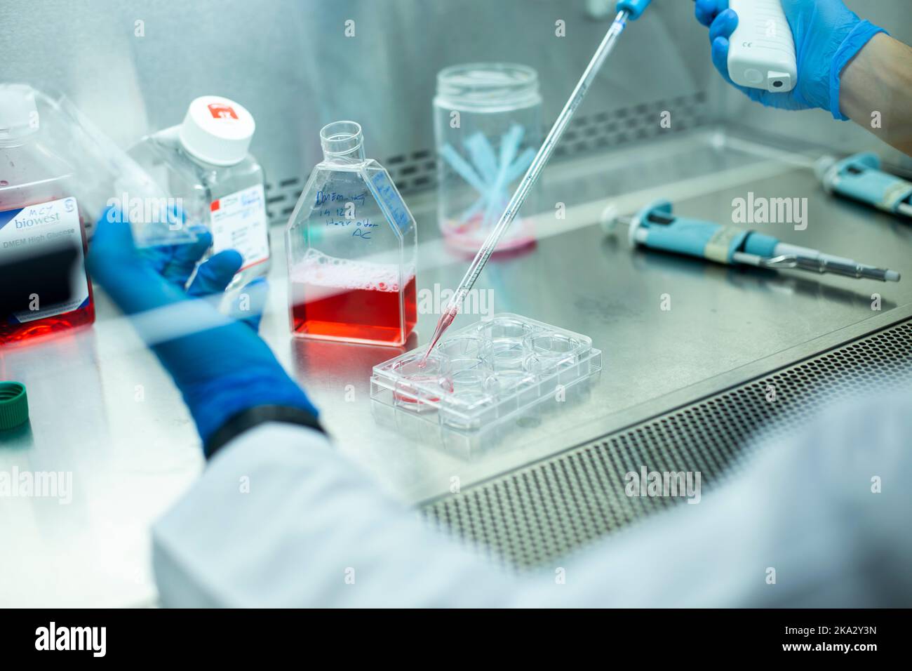 cell culture at the laboratory Stock Photo - Alamy