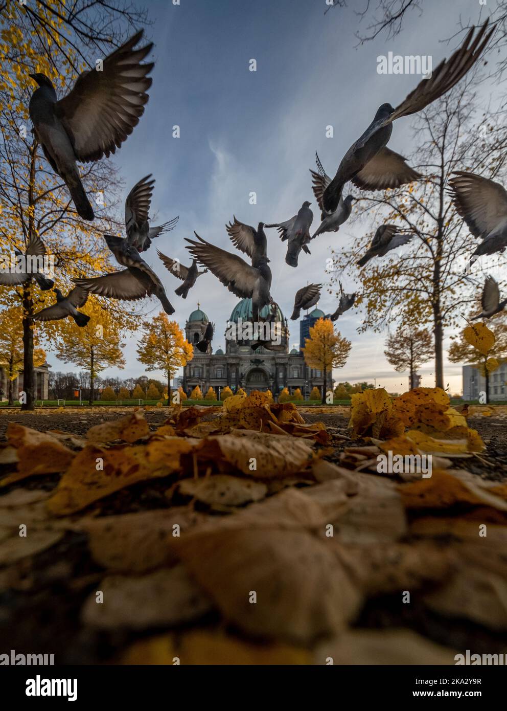 A flock of flying pigeons over a road with autumnal leaves against an ...