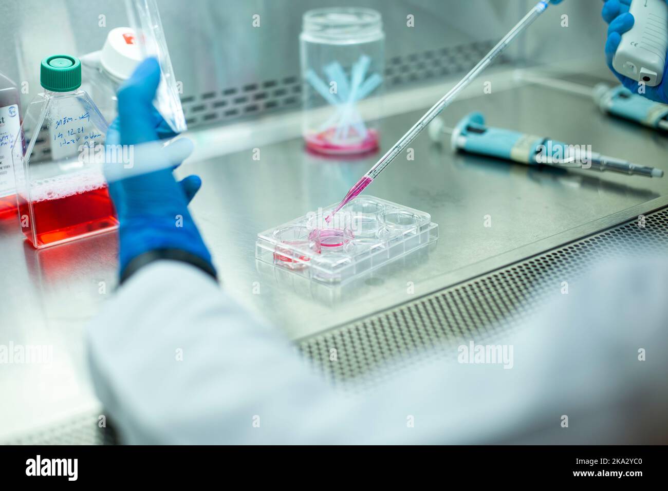 cell culture at the laboratory Stock Photo - Alamy